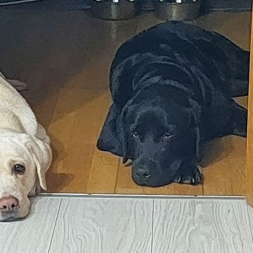 Отдам в добрые руки