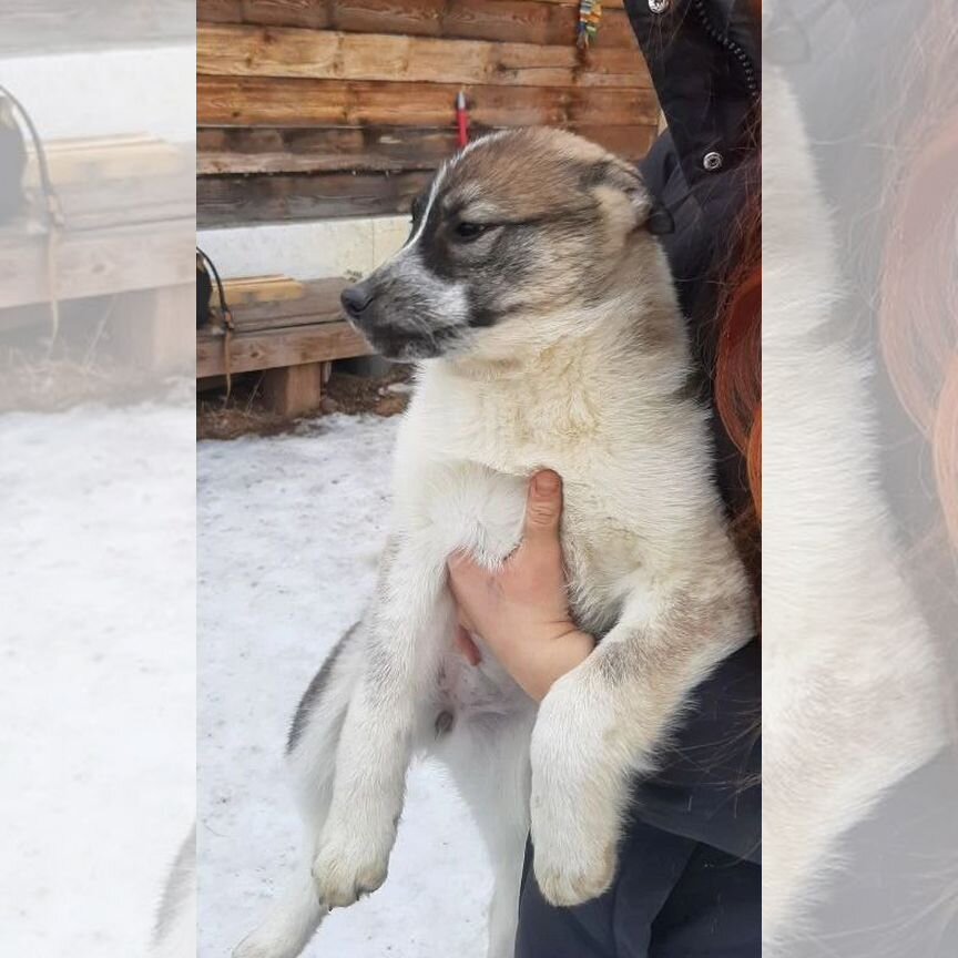 Лайка, щенок