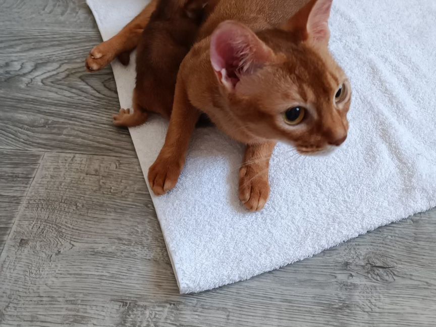 Взрослая девочка