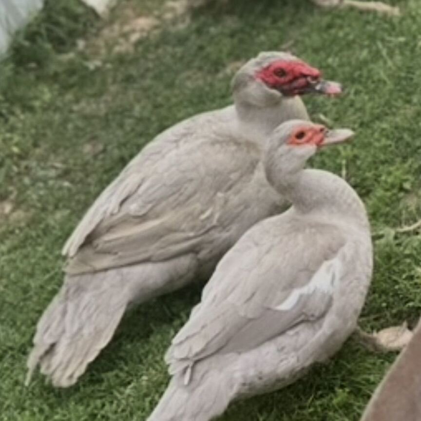 Мускусные утки тяжелые линии лаванда