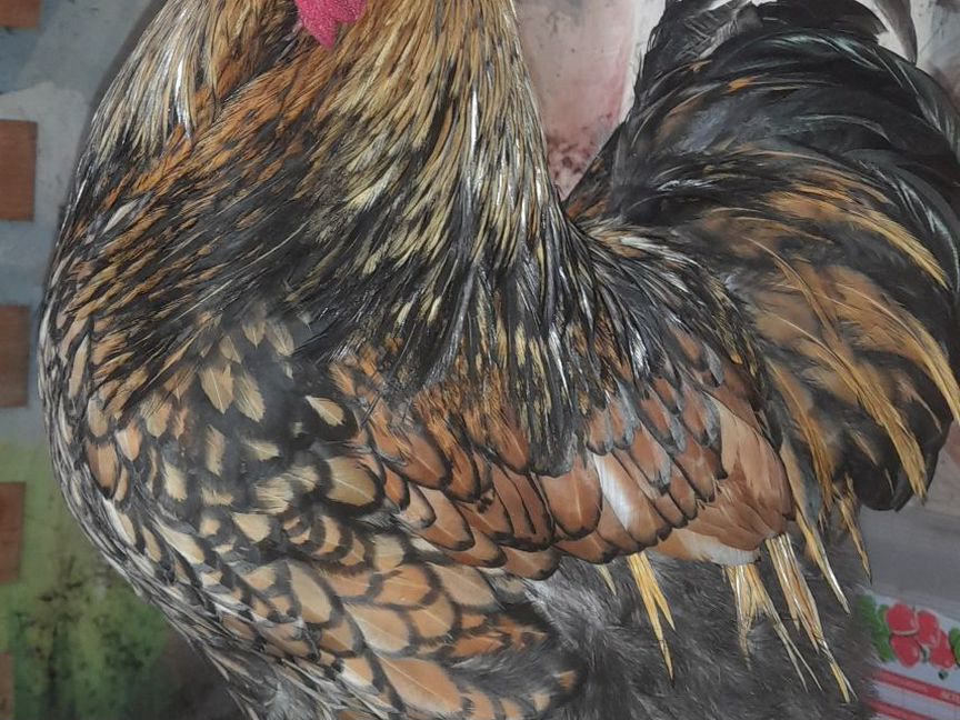 Цыплята и инкубац.яйцо кохинхинов