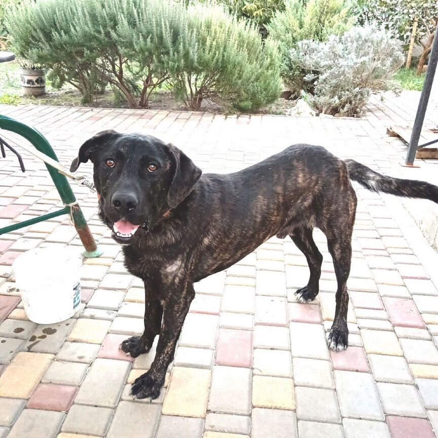 Джонни ищет семью