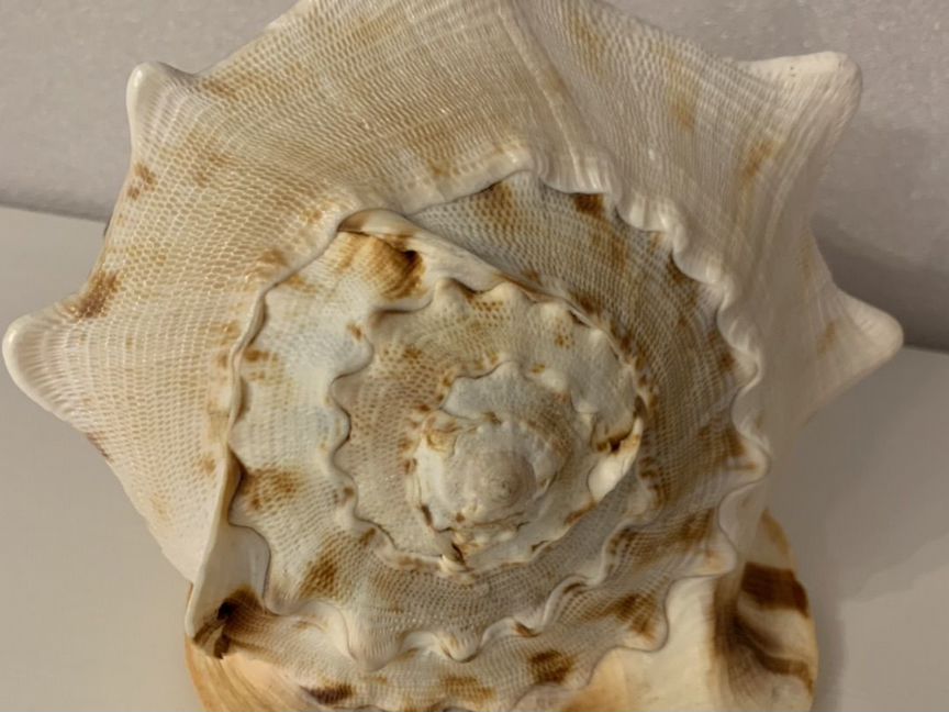 Раковина морской улитки хищника большая