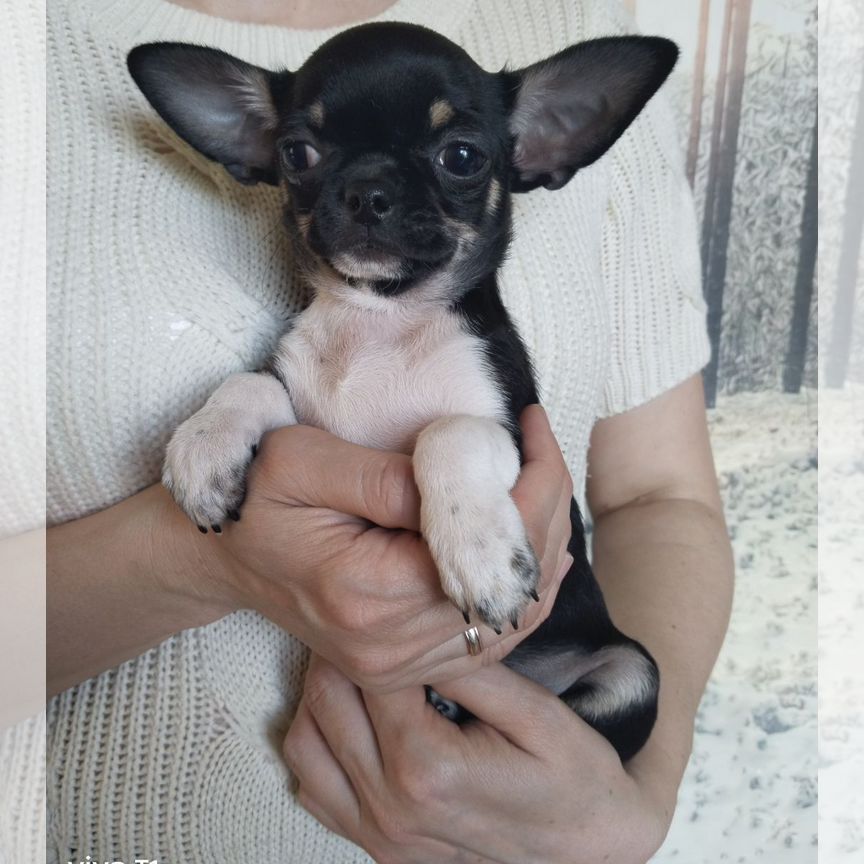 Чихуахуа, щенок