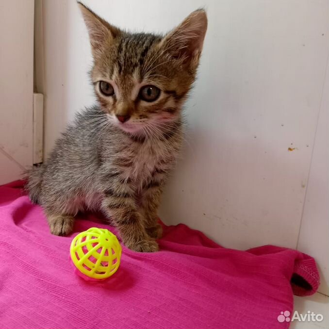 Котенок Хан в хорошие руки бесплатно