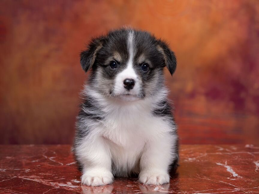 Щенки Корги