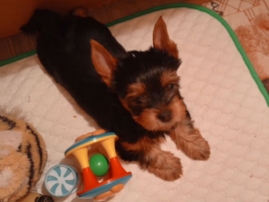 Йоркширский терьер