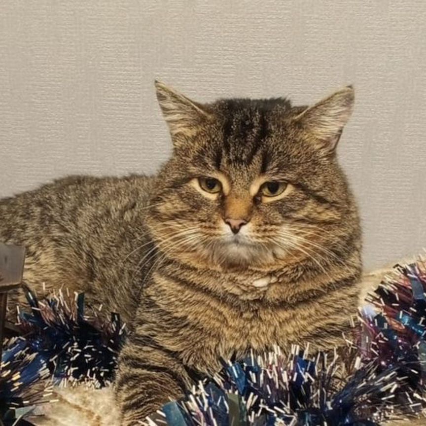 Взрослый кот в добрые руки