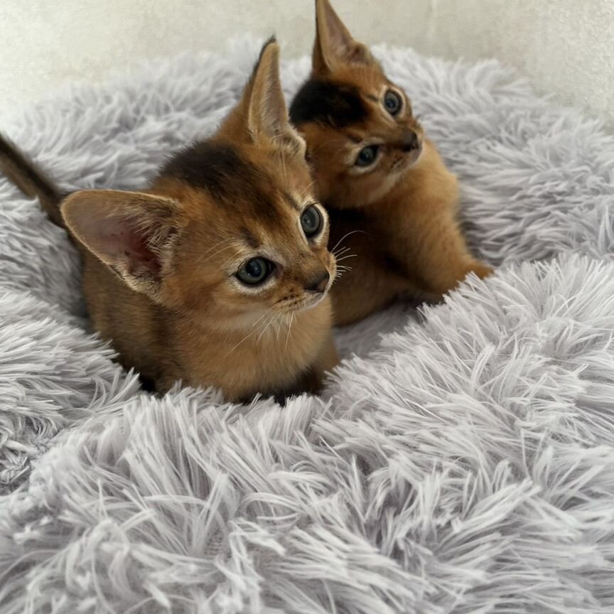 Абиссинчики