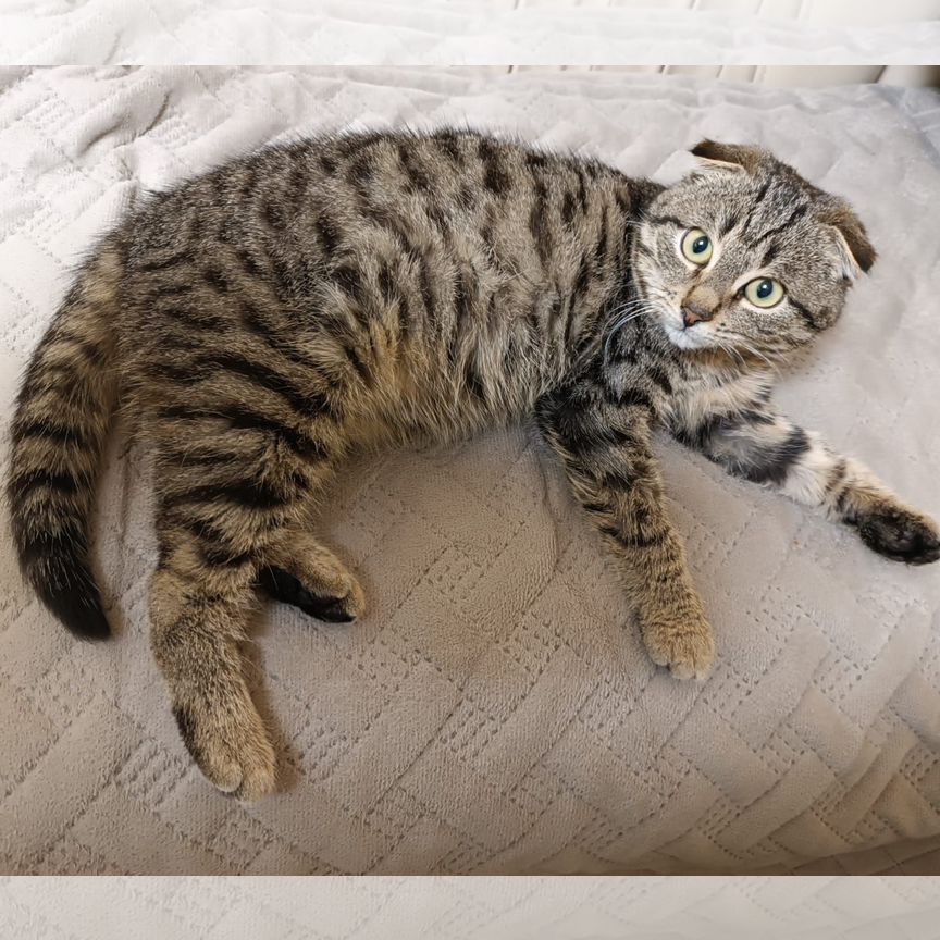 Вислоухая кошечка