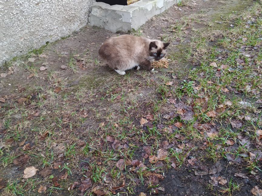 Тайская/ Сиамская кошечка