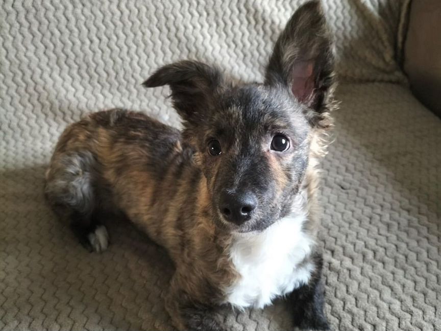 Щенок ищет семью