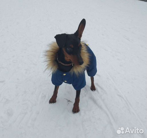 Вязка цвергпинчер
