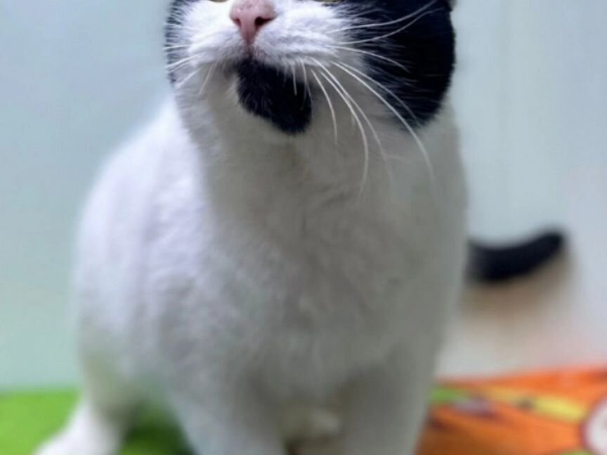 Коты в добрые руки