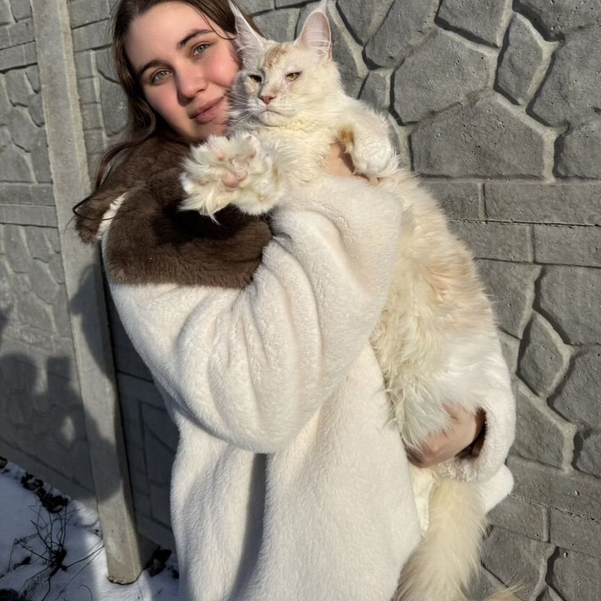 Мейн-кун котёнок