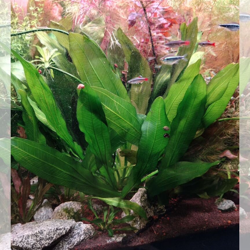 Эхинодорус и другое