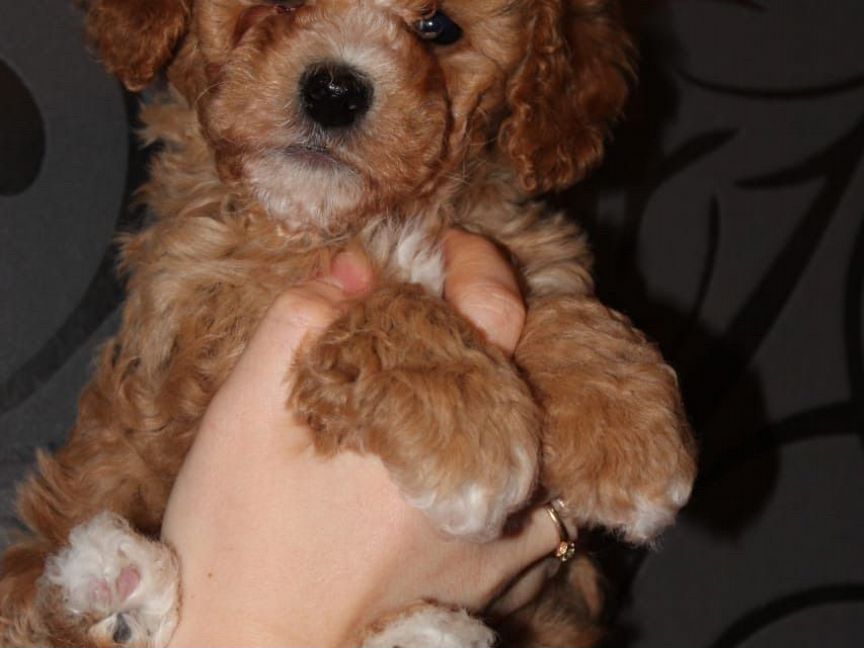 Мальтипу мальчик f 1