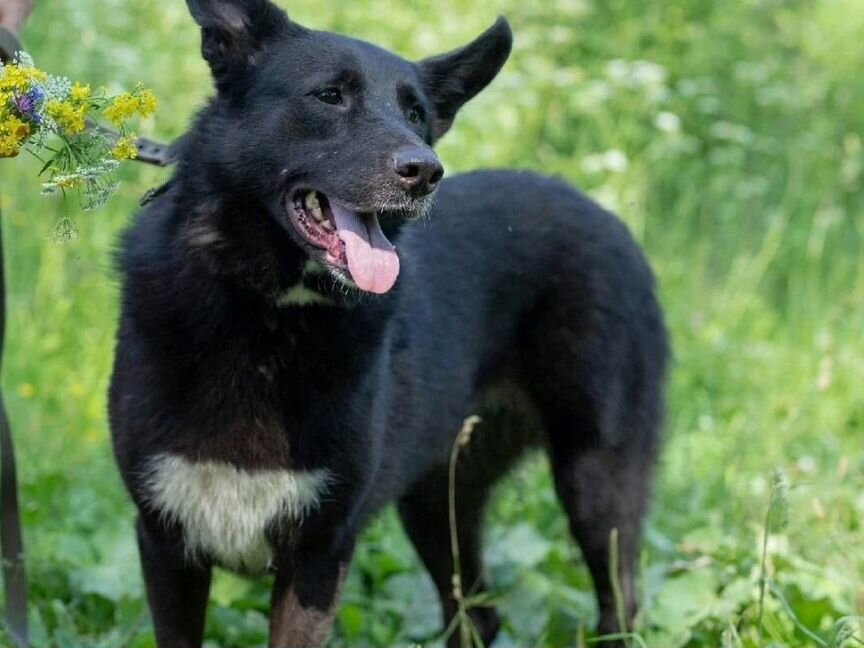 Букля ищет любящую семью