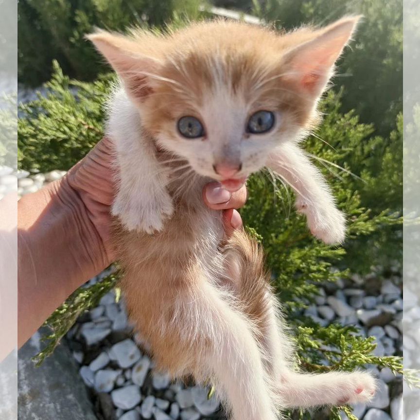 Котёнок в добрые руки