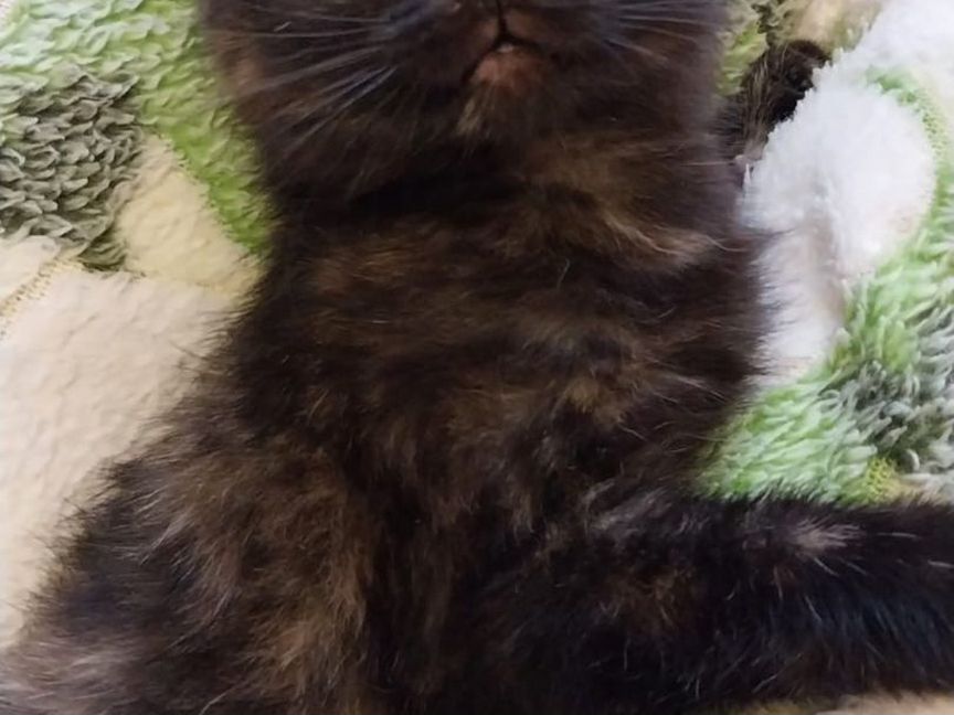 Кошечка пушистая черная черепашка в поиске дома