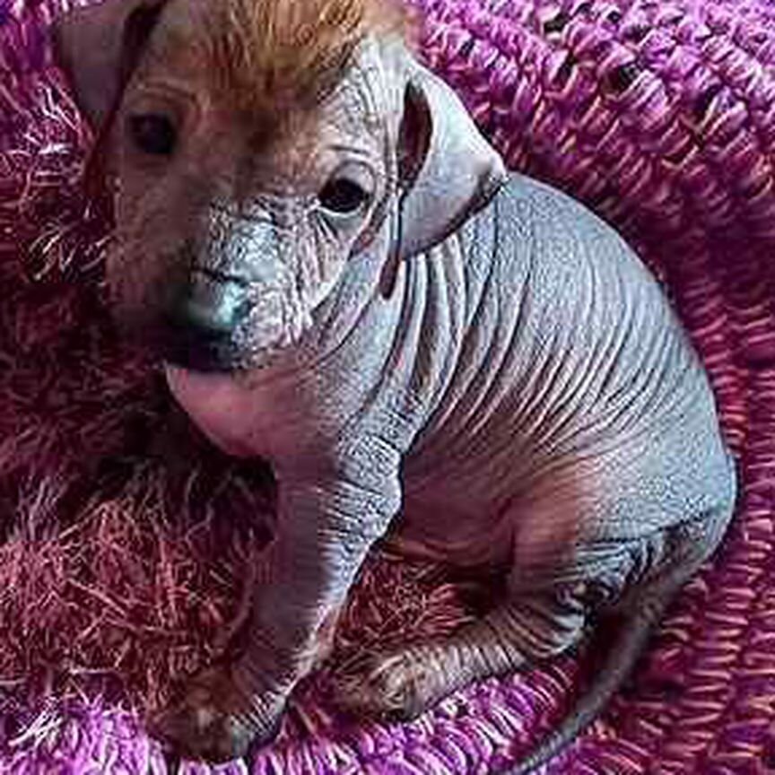 Китайская хохлатая, щенок