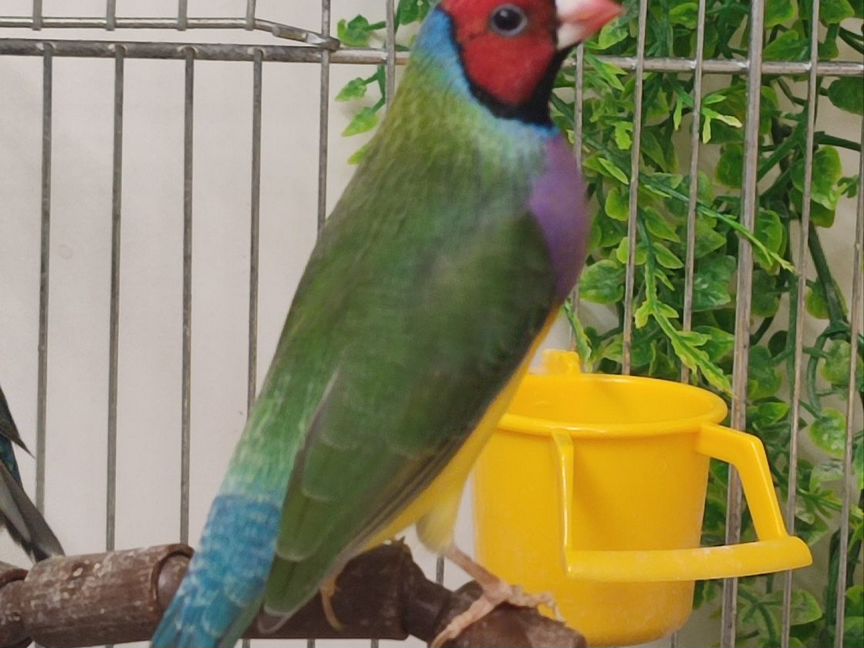 Амадины Гульда, молодые самцы