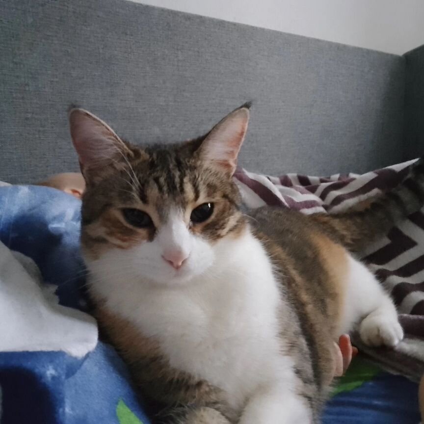 Молодая кошечка