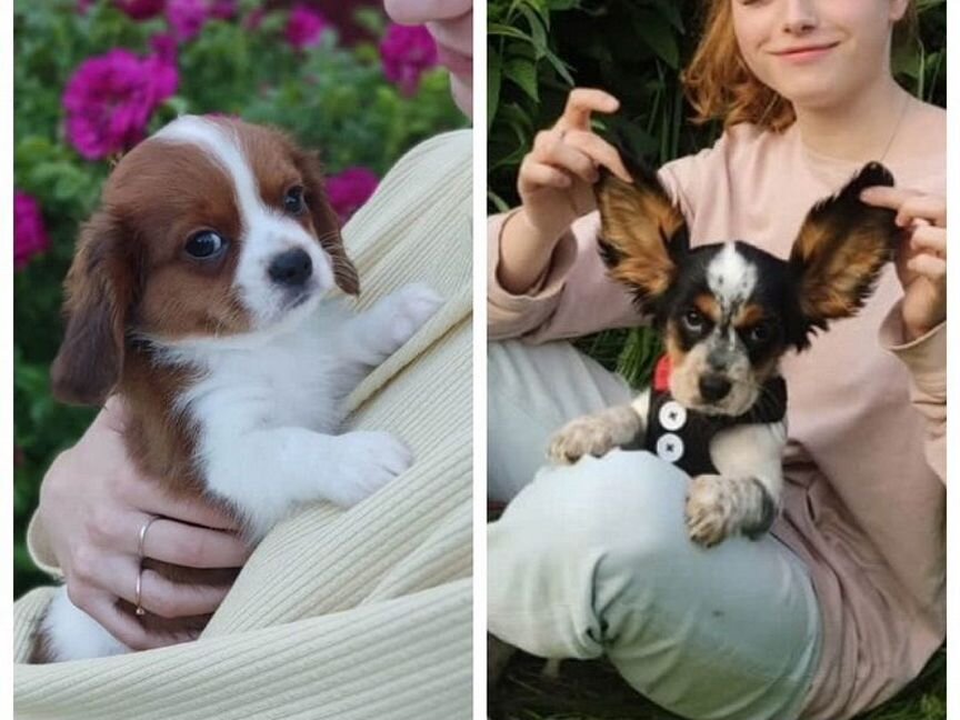 Кокер и Кинг Чарльз Спаниели миксы и чистые щенки