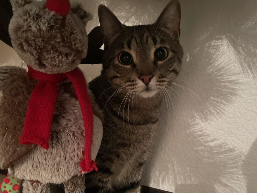 Кот в дорые руки