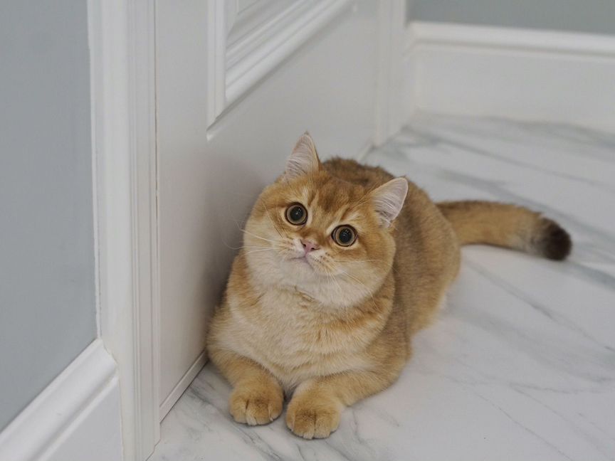 Британская золотая шиншилла