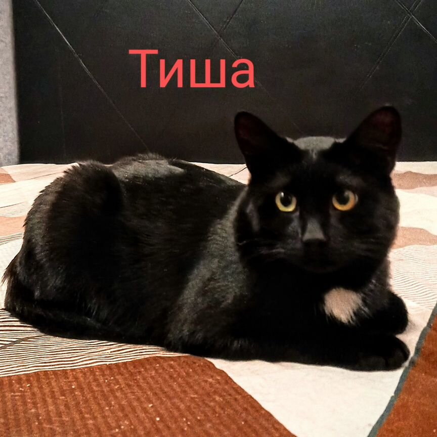 Тиша, Ксюша и Алиса