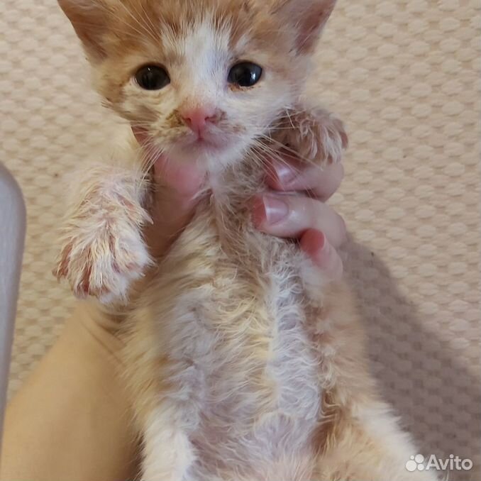 Котят выбросили на мусорку