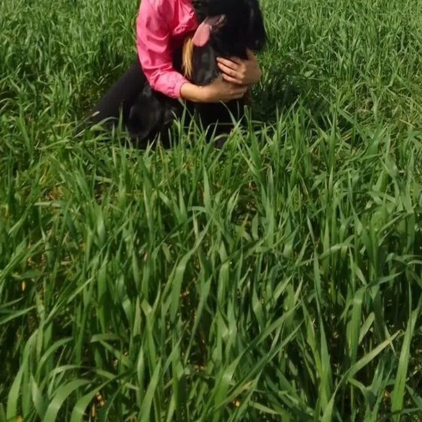 Кокер спаниэля русского отдам в хорошие руки