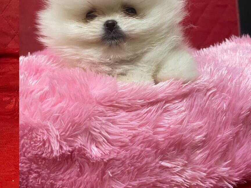 Померанский шпиц большой выбор окрасов