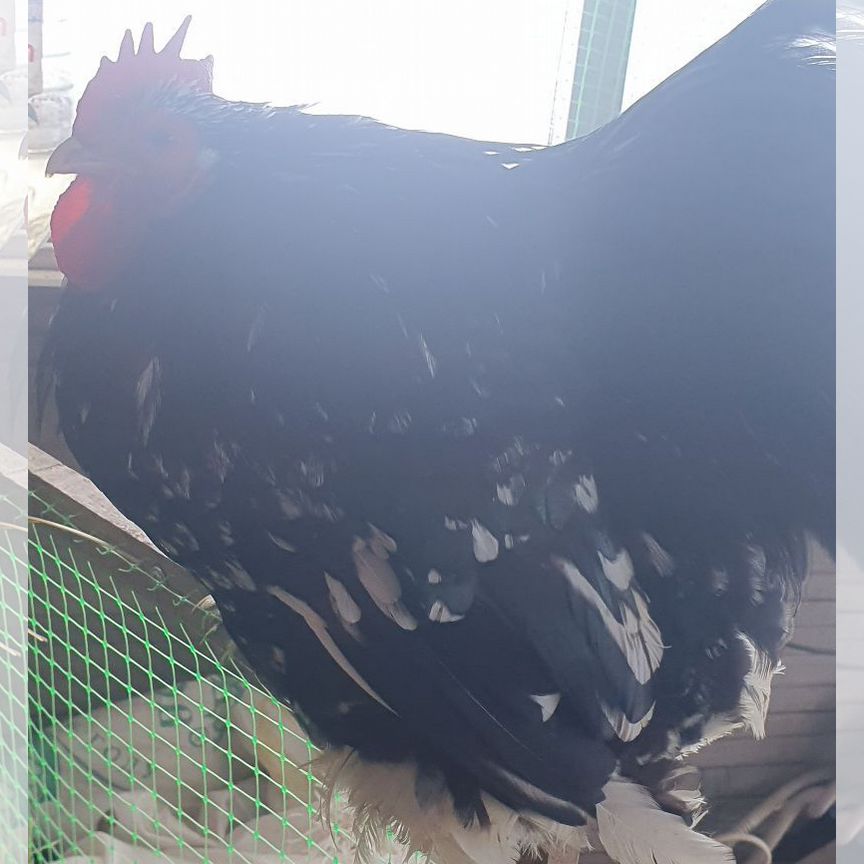 Молодые петухи