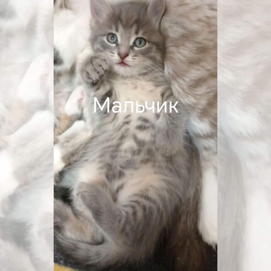 Котенок