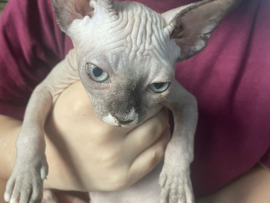 Канадский сфинкс