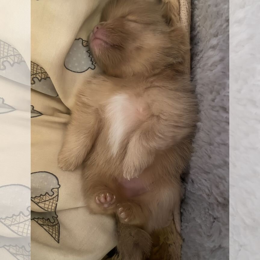 Померанский шпиц, щенок