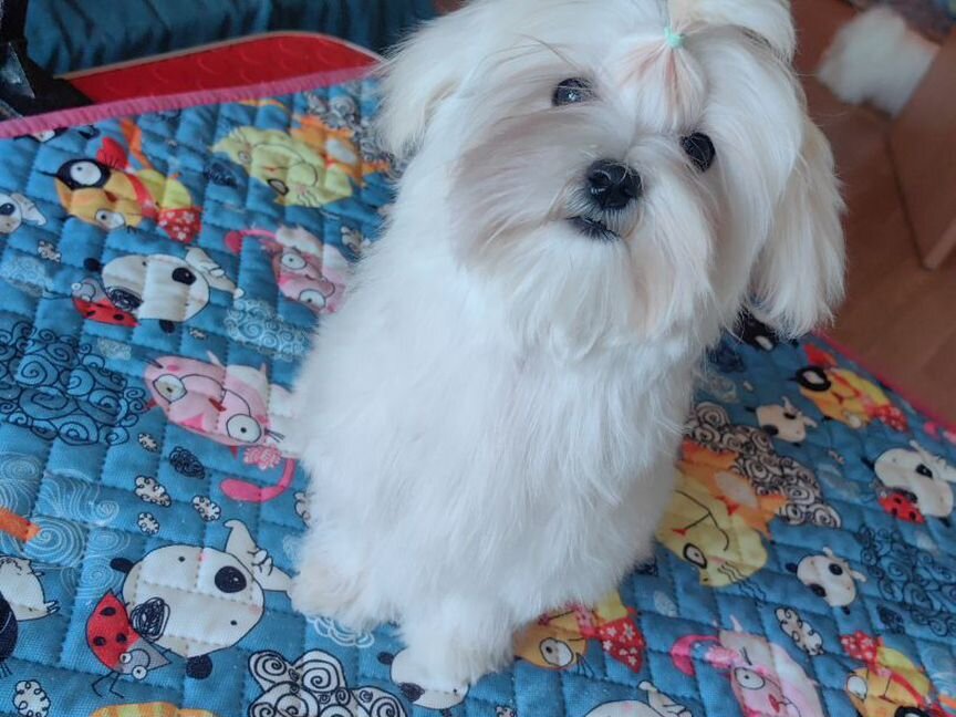 Мальтезе девочка