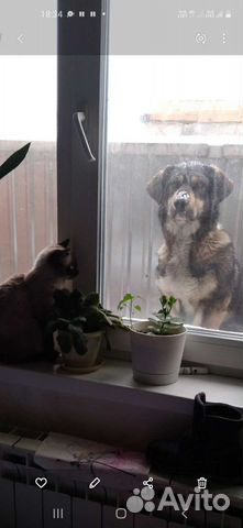 Собака в добрые руки отдам бесплатно