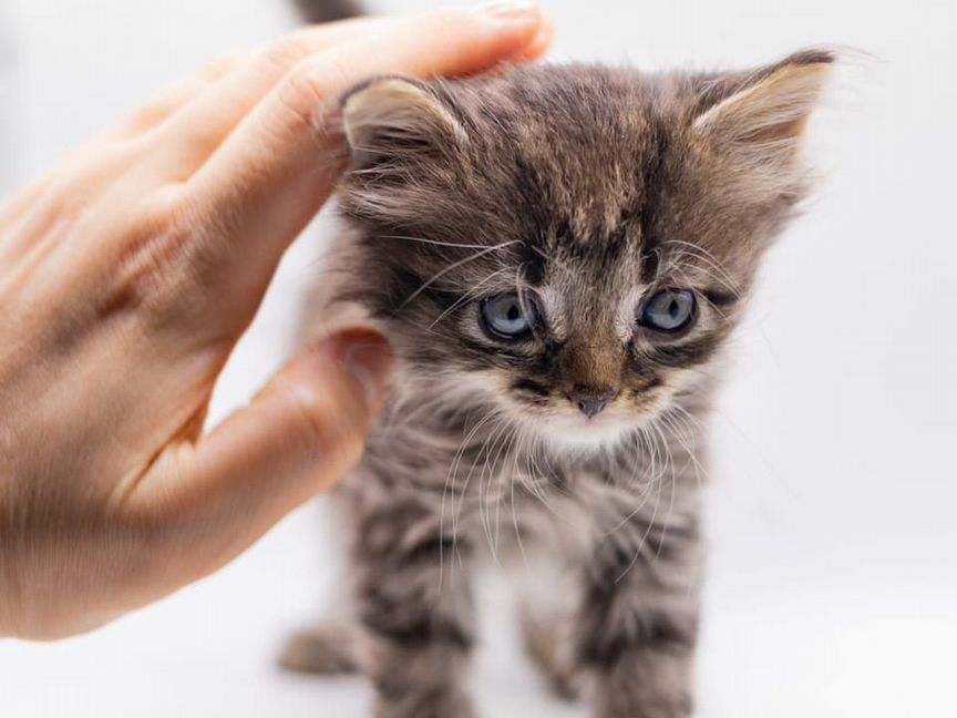 Девочки красавицы 1,5 месяца