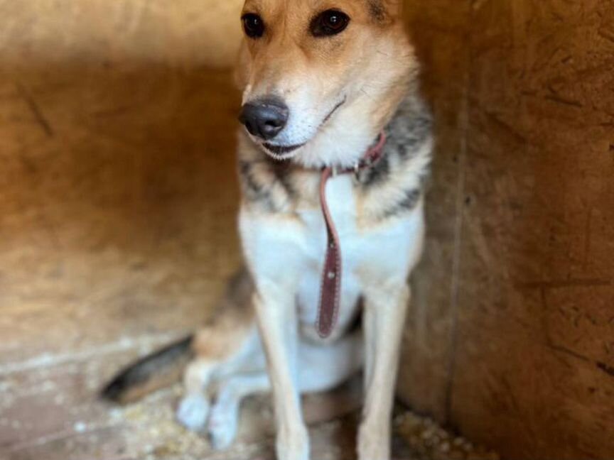 Лисенок ищет дом