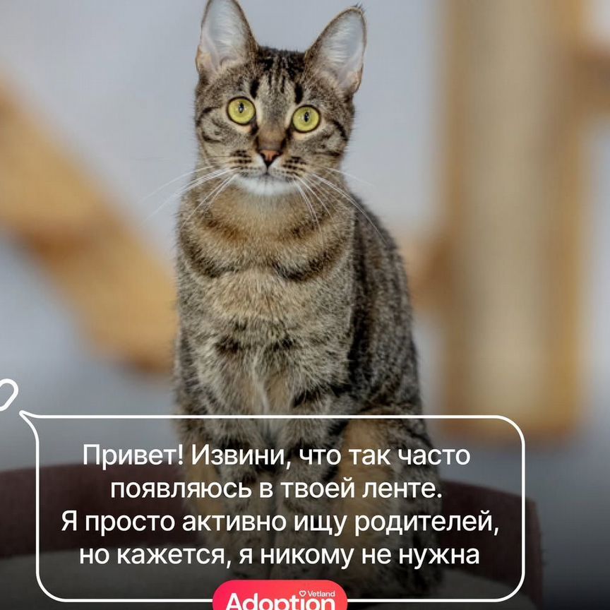 Взрослая, кошка в добрые руки