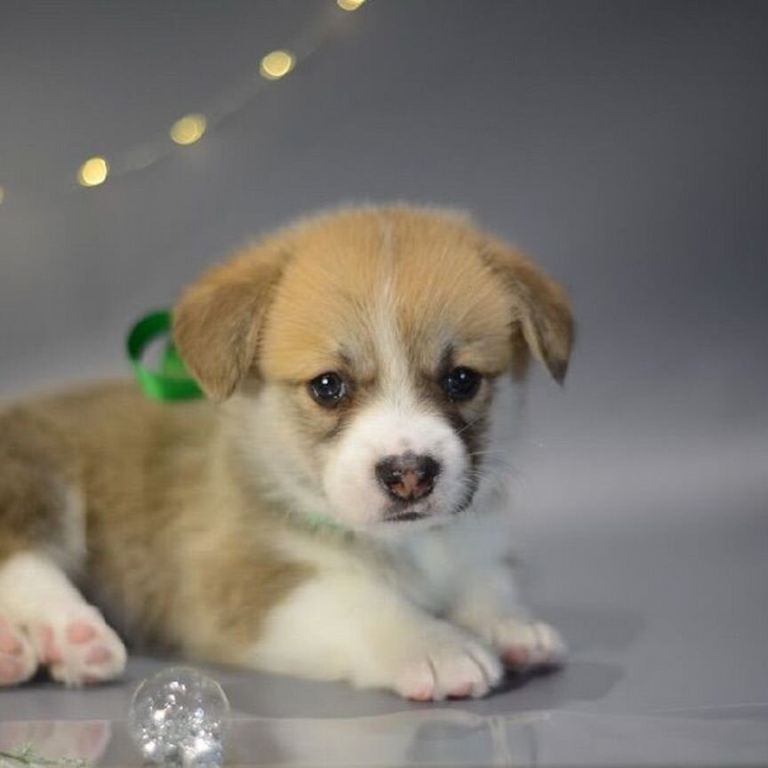 Вельш-корги щенки