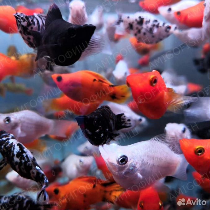 Моллинезия баллон