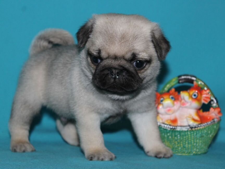 Мальчик мопсик