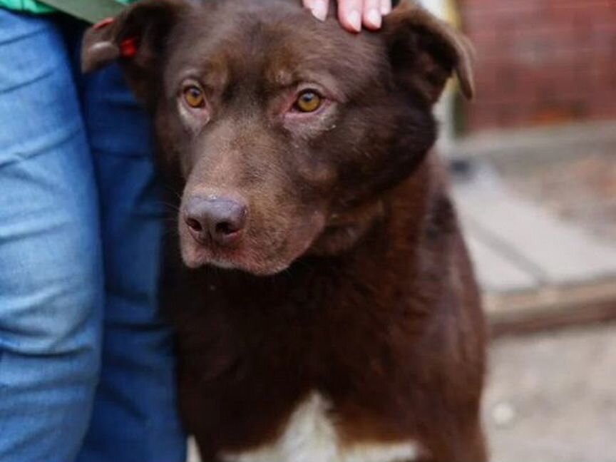 Кобель Барни в хорошую семью бесплатно