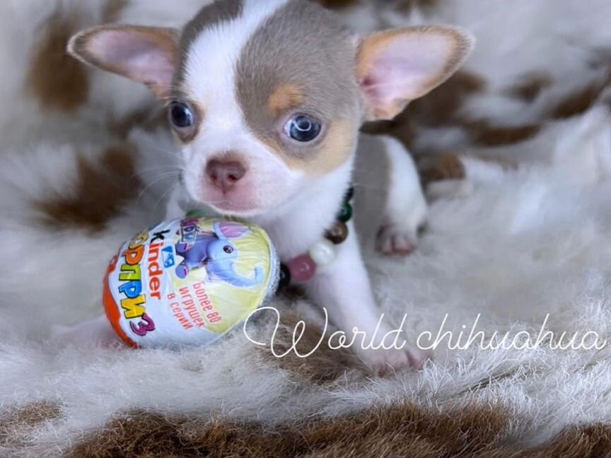 Эксклюзив Микро Мальчик