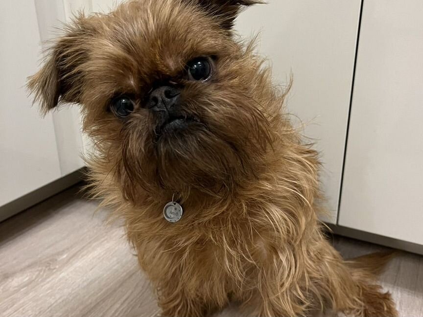 Очаровательный гриффон в добрые руки