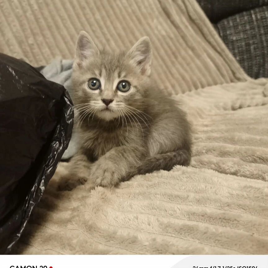 Котёнок в добрые руки